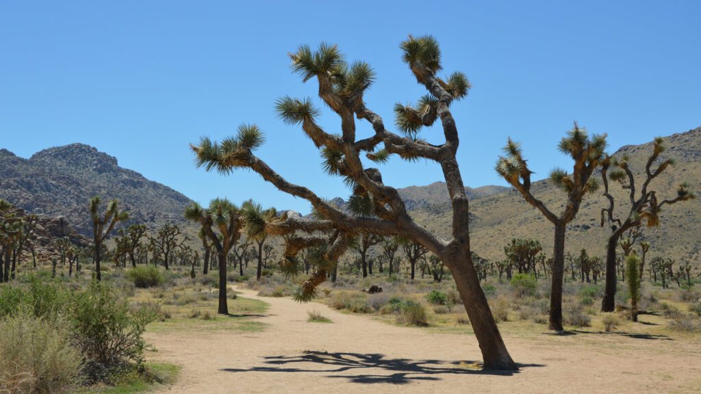 Visiter le Parc National de Joshua Tree : Le désert hypnotique
